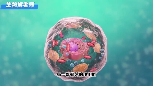 高中生物学动画:线粒体的结构与功能