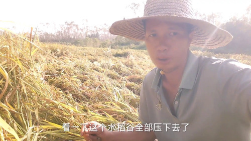 水稻谷没收就发芽了,把老婆臭骂一顿,这水稻还能要吗