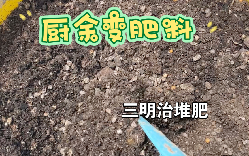 三明治堆肥成果分享与教程