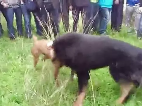 藏獒差点被比特犬咬死