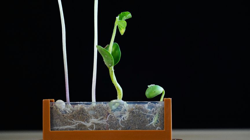 魔力科学小实验,8天记录豆子发芽全过程,每个生命都是如此努力