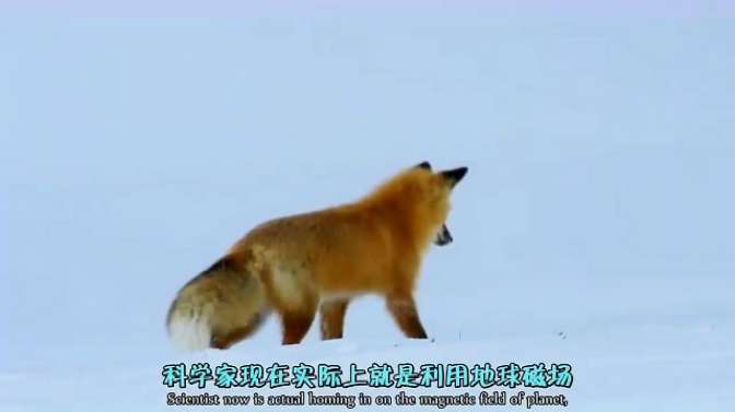 动物过冬视频,这5种比你更会过冬的野生动物,你知道吗