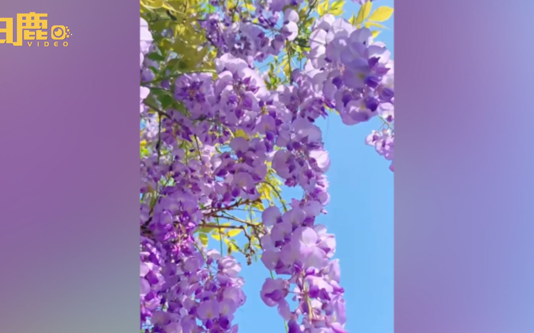 这种美丽植物“笑里藏刀”!小学生好奇吃紫藤花种氰化物中毒