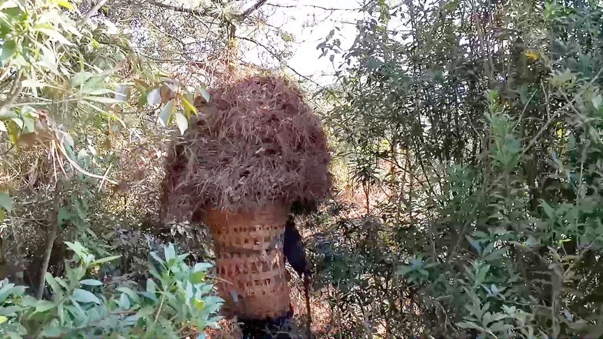 云南农村家家户户忙着抓松树叶子,给猪踩粪发酵后作为绿色有机肥