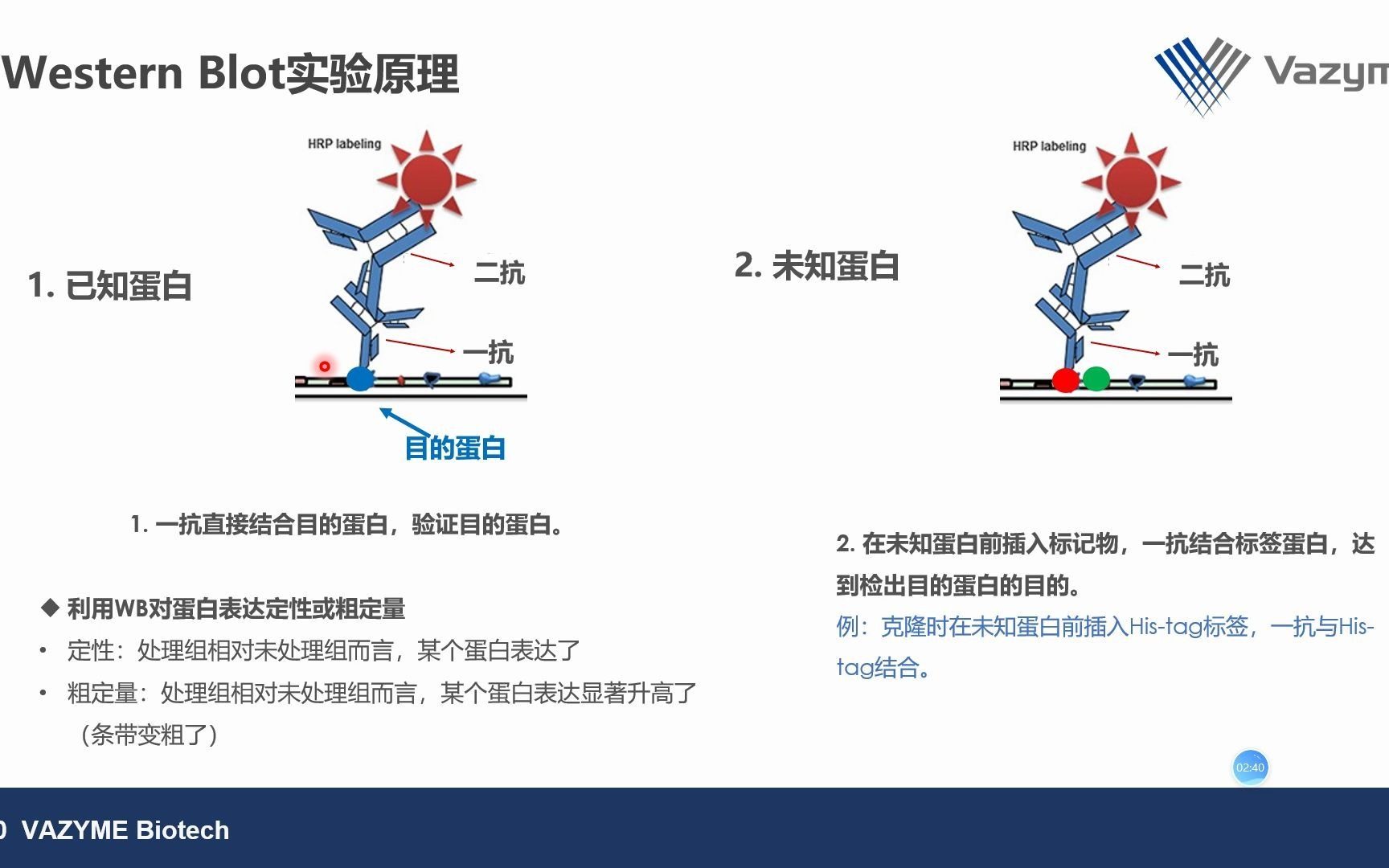 Western Blot(WB实验)实验解析
