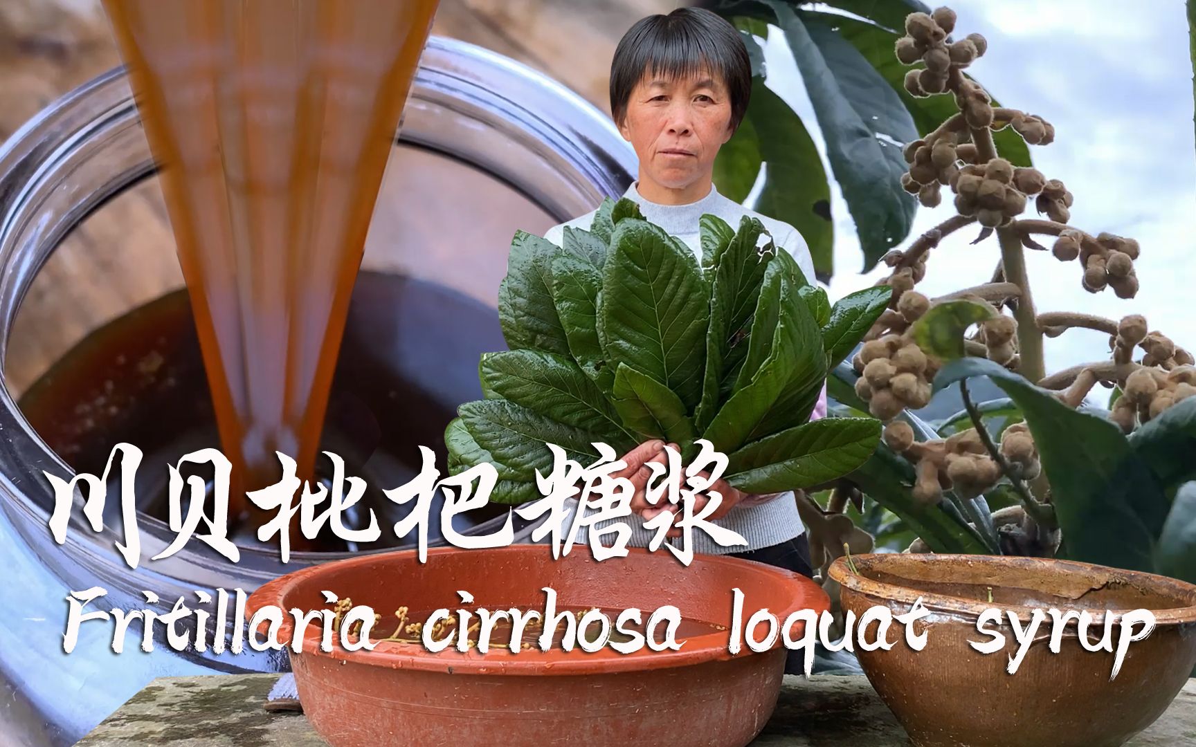 枇杷花盛开,阿嬷摘来熬川贝枇杷糖浆,专治秋冬喉咙痛和咳嗽!