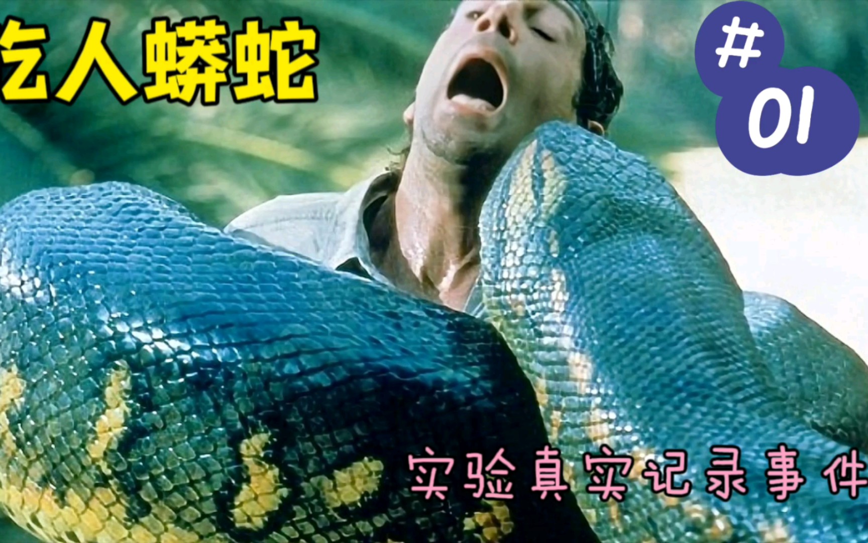 吃人蟒蛇事件,实验真实记录事件经过,全面认识这个冷血杀手!