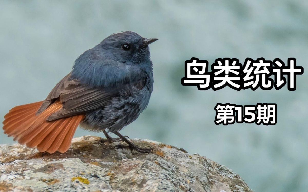 【鸟类统计 第15期】鸟类无处不在,是我们生活中最容易见到的野生...