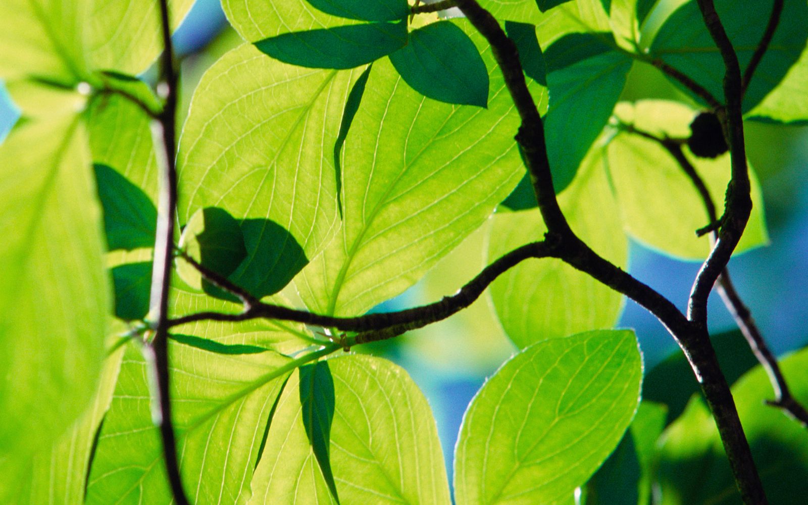 Windows Vista 纯 UEFI 64 在现代硬件上启动(CSM完全禁用)