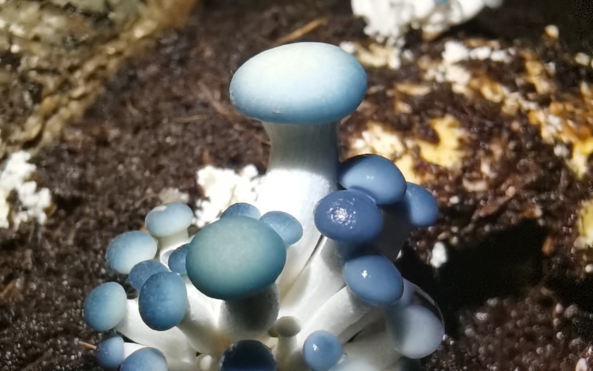 ...出来蓝色的平菇,这下我要记录下它的生长历程了,不然真就蓝瘦香菇了