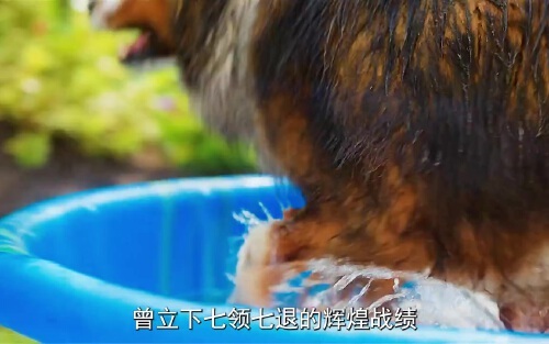 曾被拒绝8次的狗狗后来居然成为了优秀的搜救犬