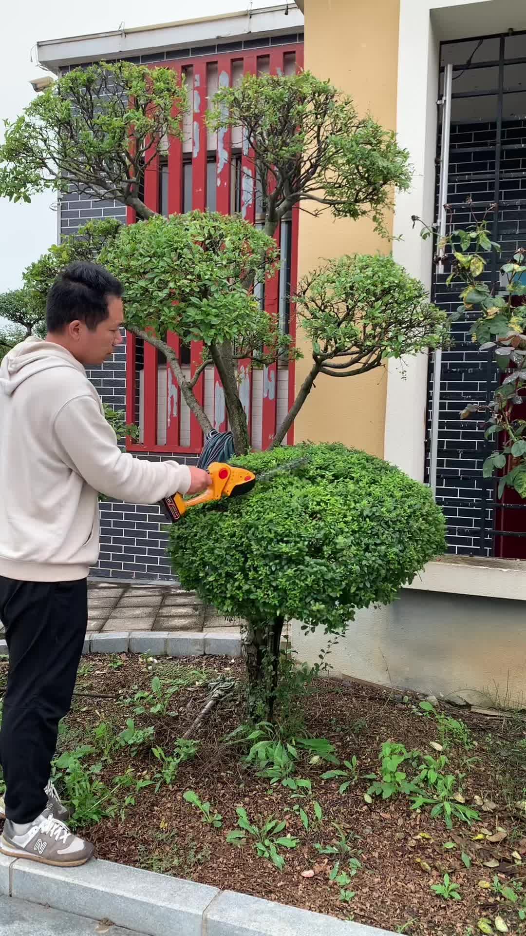 ...都在用的绿篱机#别墅庭院植物 #浇花 #庭院花园 #花园施工 #家庭种植