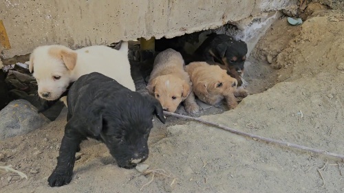 流浪狗天堂记无拘无束的幸福生活