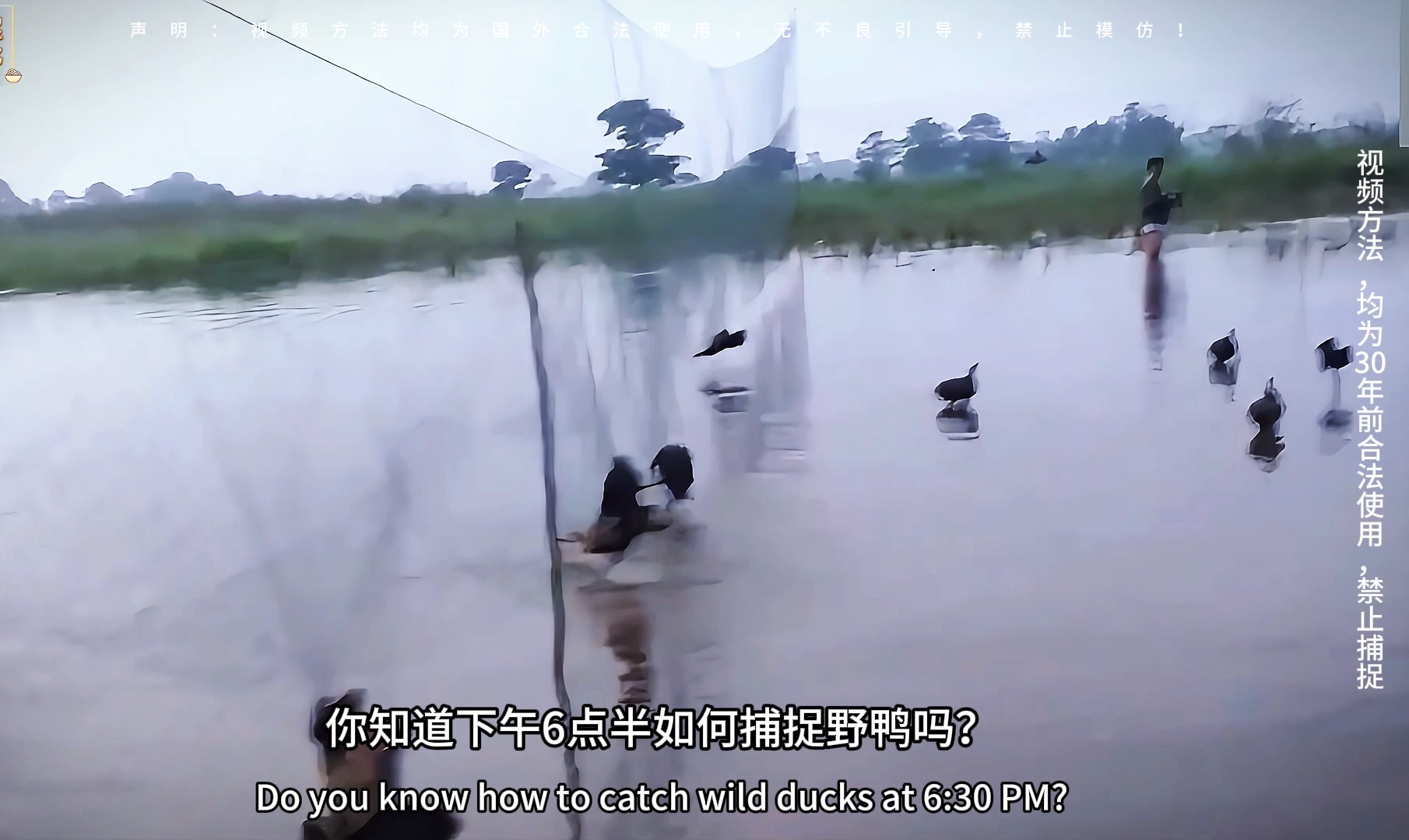 下午6.30如何捕捉野鸭?我姑父会7种方法,第一种一次几十只!