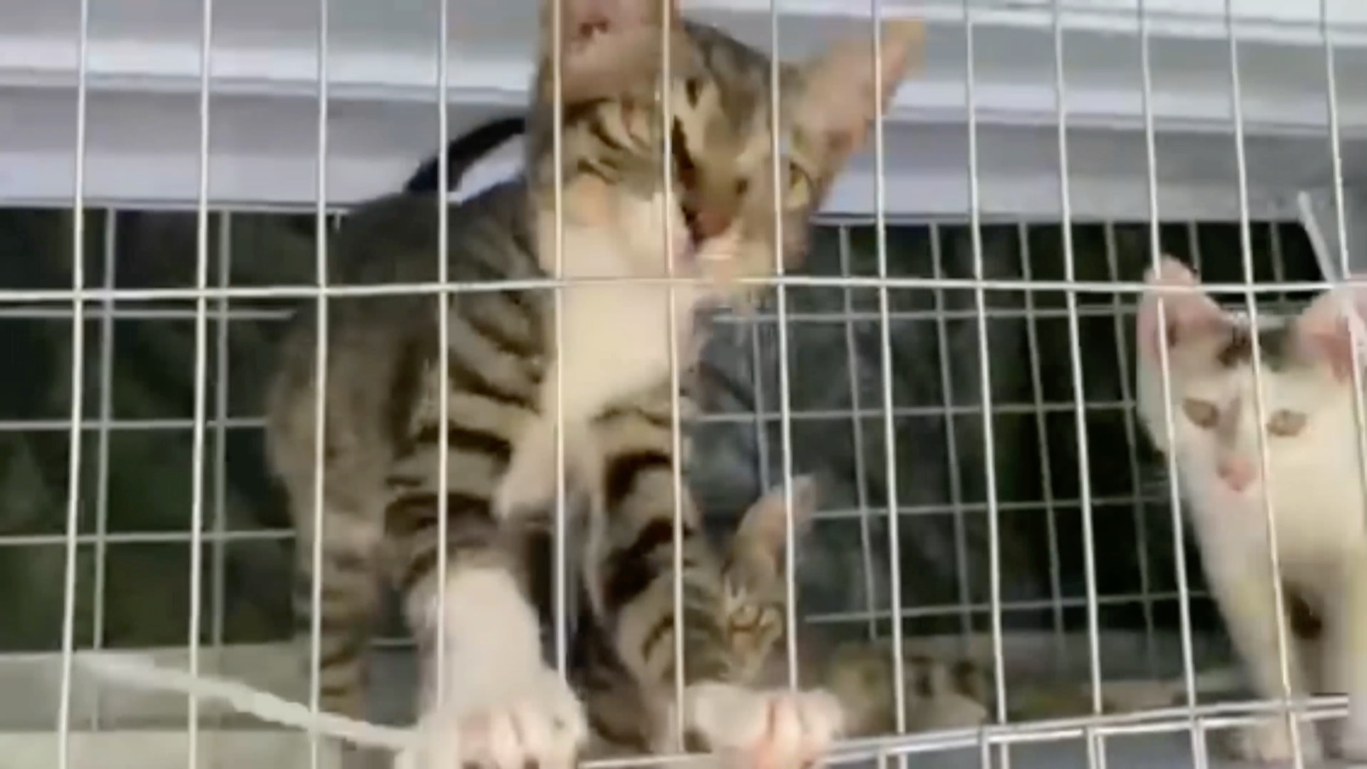 南京工业大学爱心公益动物保护协会2022年招新宣传视频