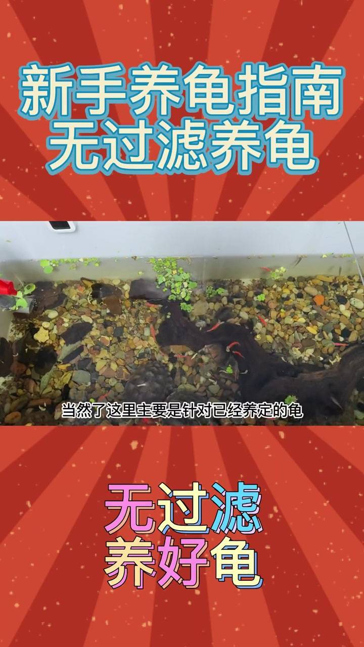 关于无过滤养龟的一些方法和注意事项