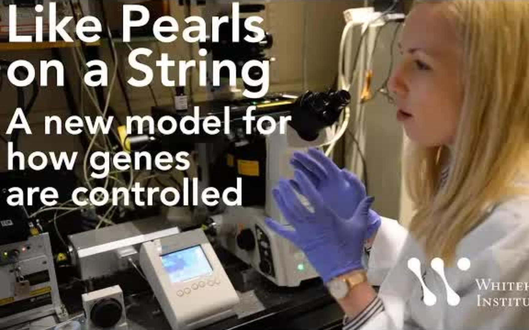 【Whitehead生物医学研究所】基因调控的新模式,像一根线上的珍珠