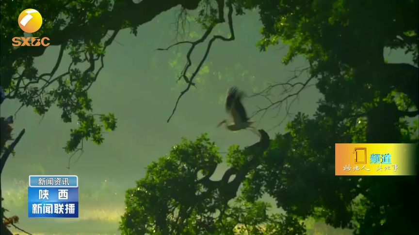 陕西野生动植物保护协会:保护野生动植物保护秦岭,共建美好家园