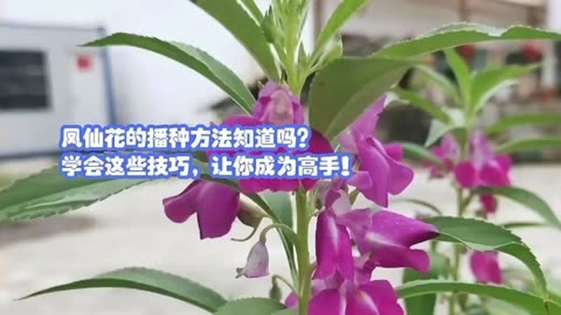 凤仙花的播种方法知道吗学会这些技巧,让你成为高手!