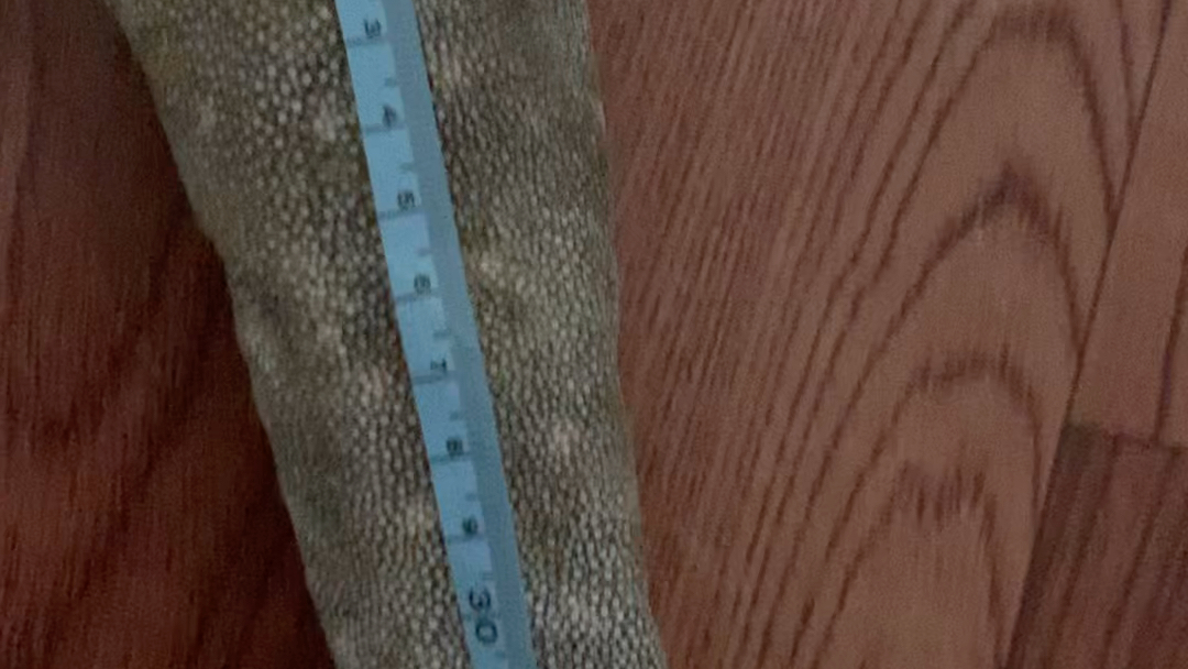 未经鞣制加工的生珍珠鱼皮