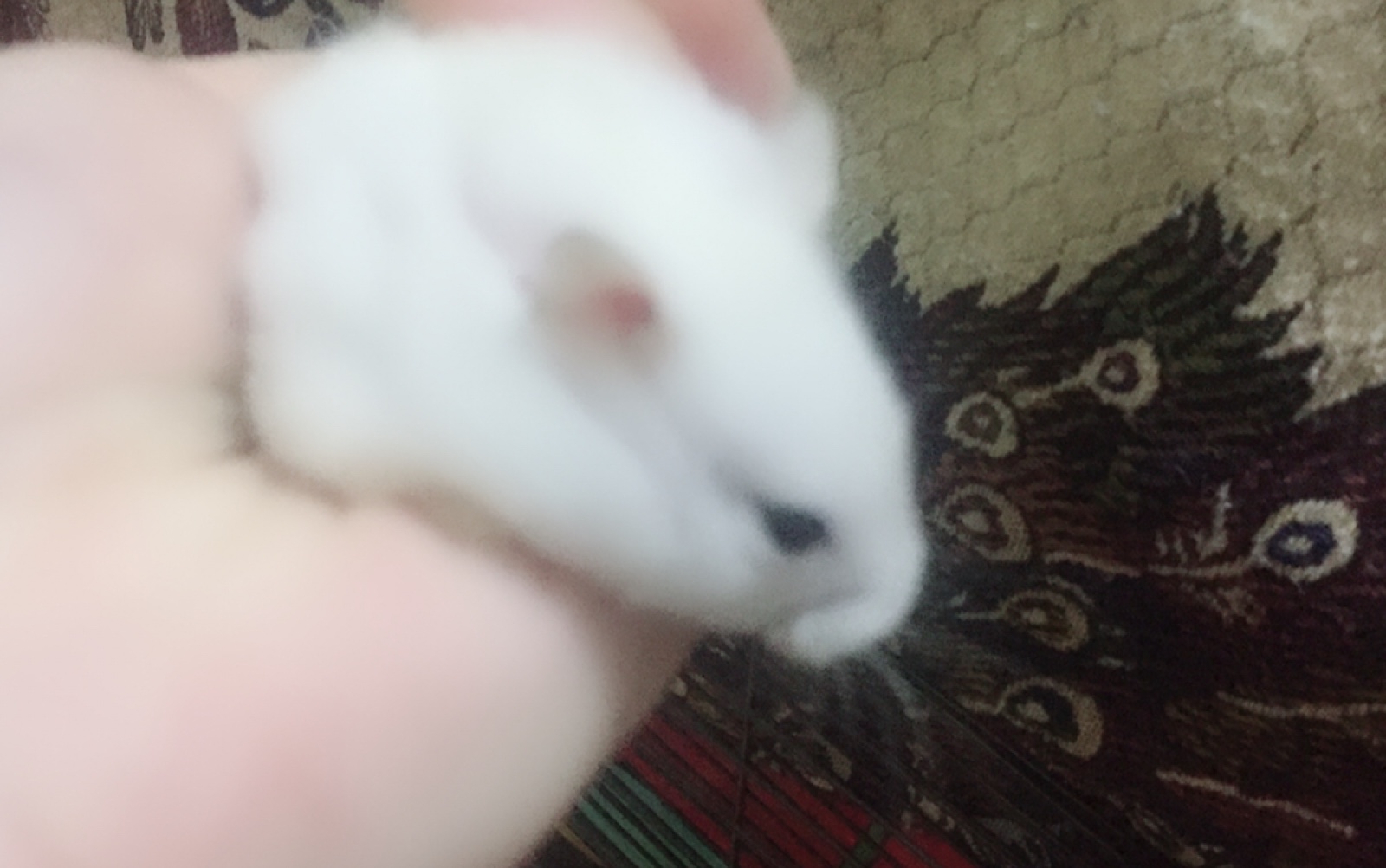 【仓鼠观察日记】今天也是嫌弃我的一天qwq