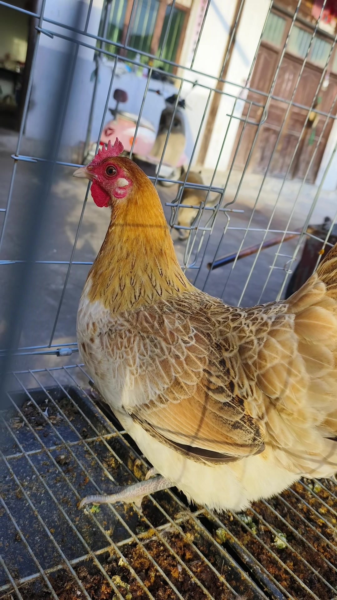 这只母鸡就像是画出来的,太漂亮了ߑ�ߑ�ߑ�#黄金五彩公鸡 #黄金...