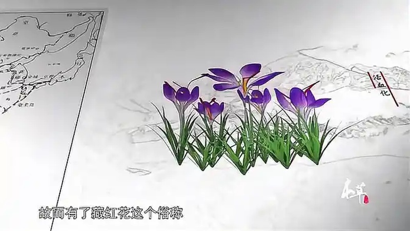本草中国1:藏红花与红花仅一差字,却价格高昂,产地并不是西藏