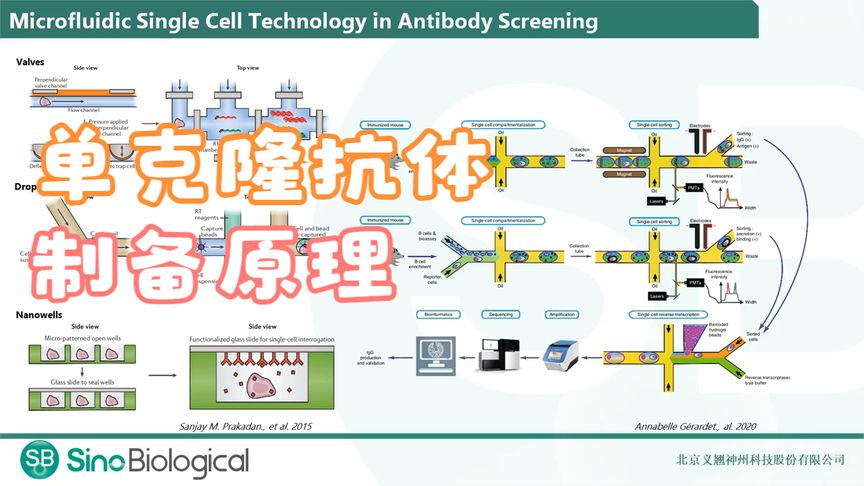 B 细胞单克隆抗体制备技术