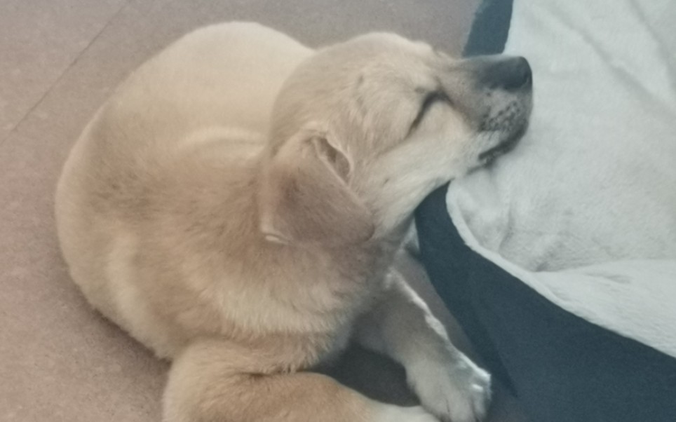 【幼犬】细小冠状大难不死,还有狗瘟一大劫