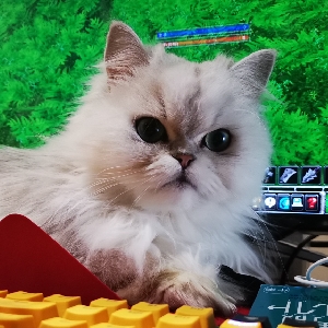 猪猪and包包 