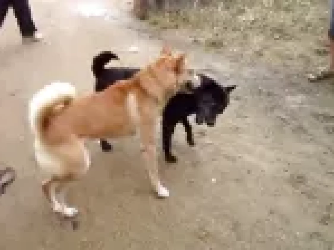 土狗斗狗