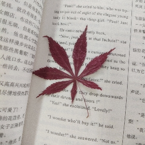文雅的疯狂a 