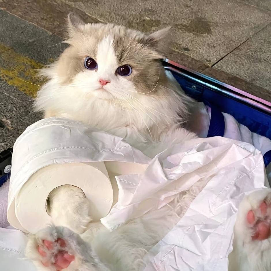 擦屁股的喵 