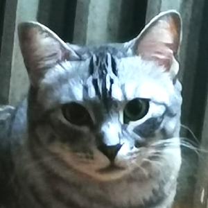萨克猫 