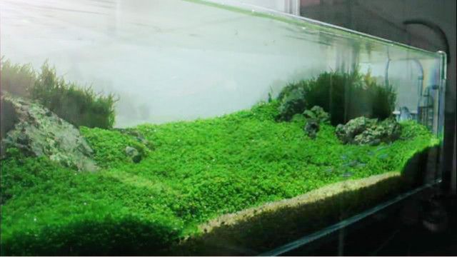 60浅缸迷你矮珍珠简单造景