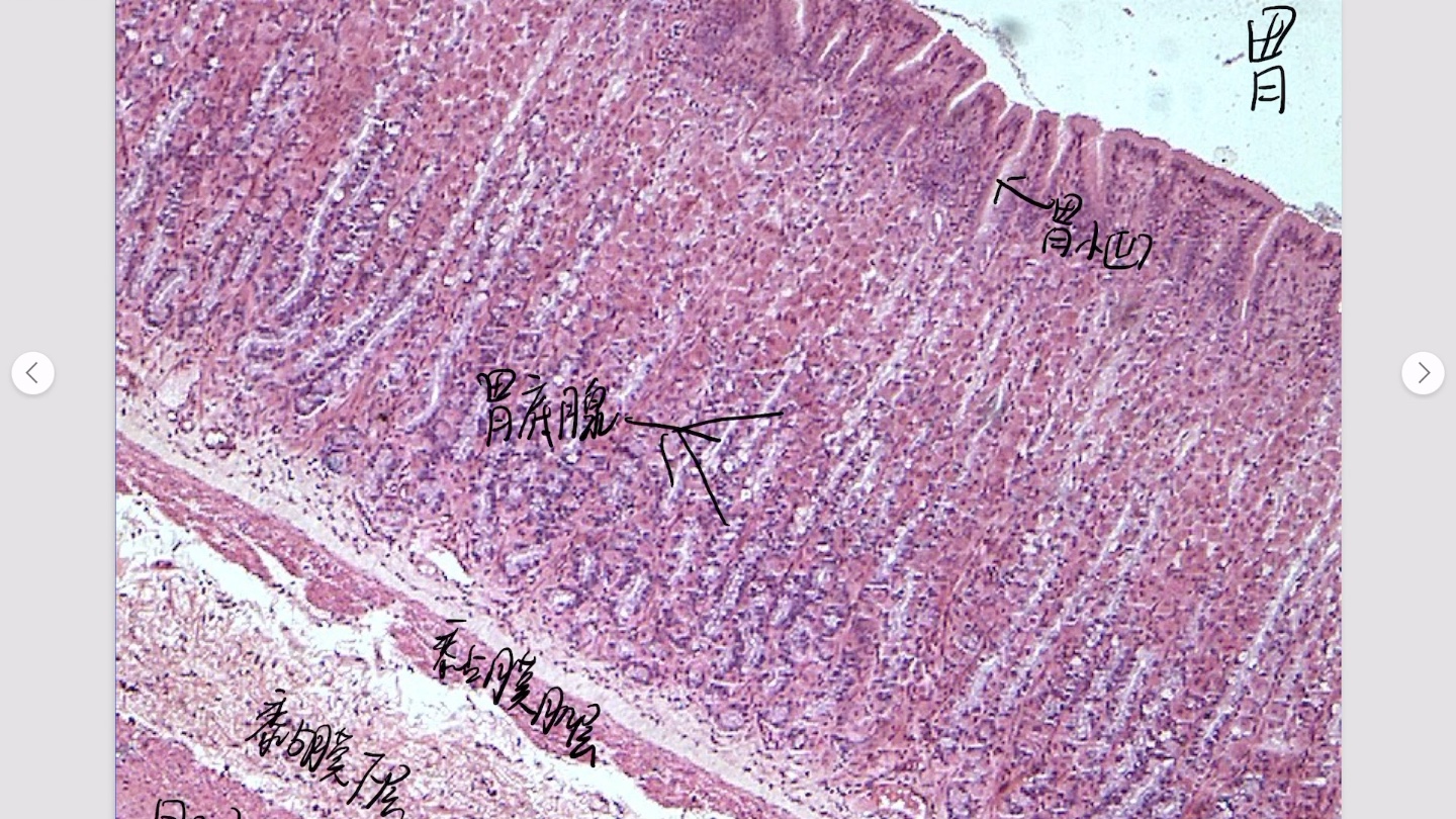 组织与胚胎学 期末切片复习 ppt演示(88张)