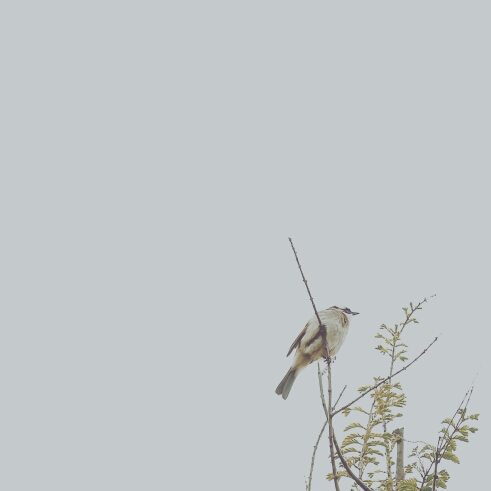 橡皮擦的尘歌壶 