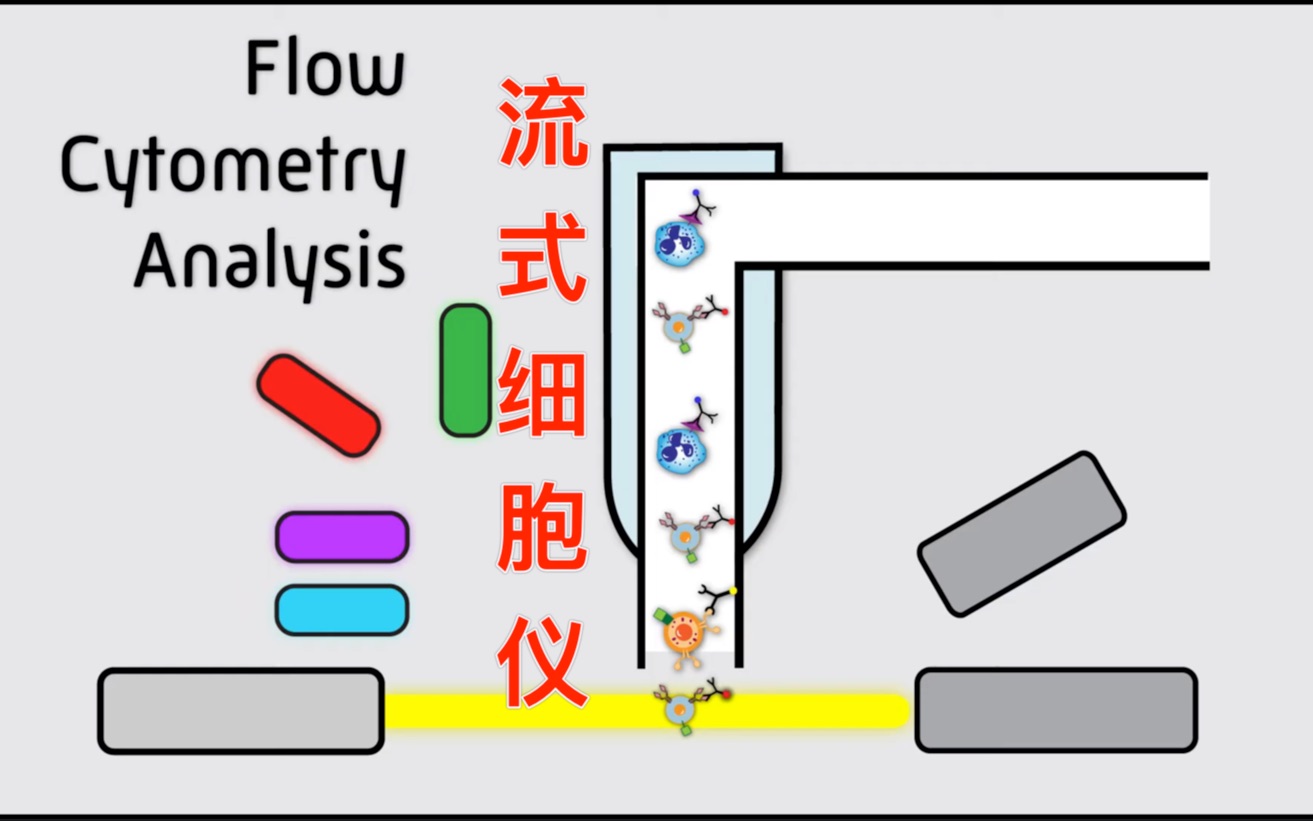 流式细胞仪简要讲解Flow Cytometry Analysis
