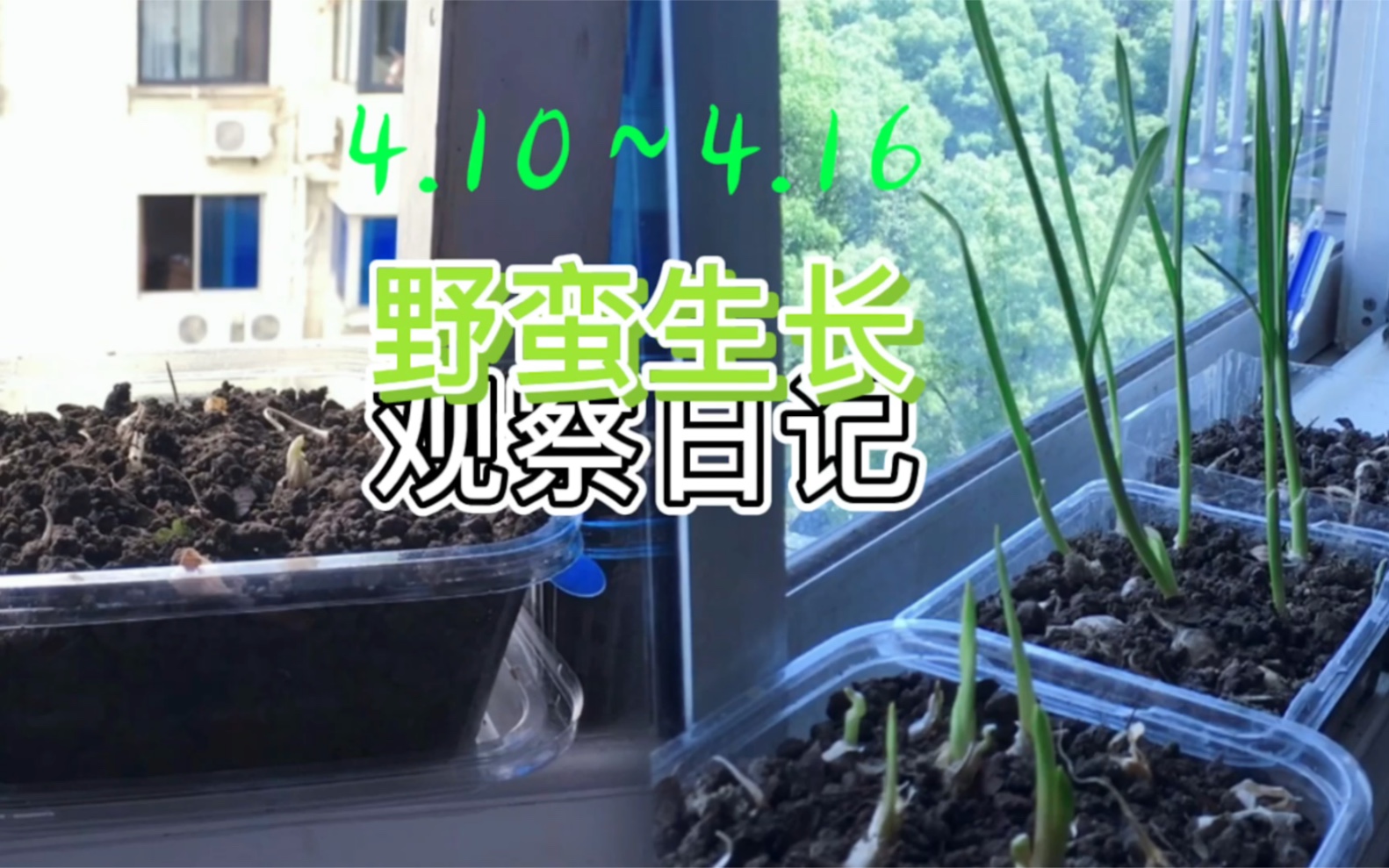要不是记录这些蒜苗的成长,疫情被关在家里三十几天原来就那么溜走...
