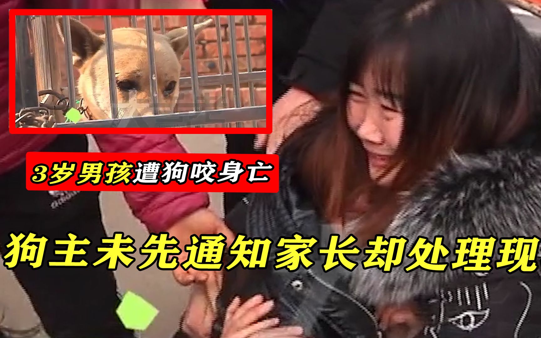 男孩被狗咬身亡,狗主人未先报警却处理现场,母亲崩溃哭到晕厥