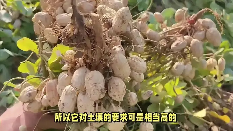 花生的种植时间和生长期!花生的“四季恋曲”与土地的智慧