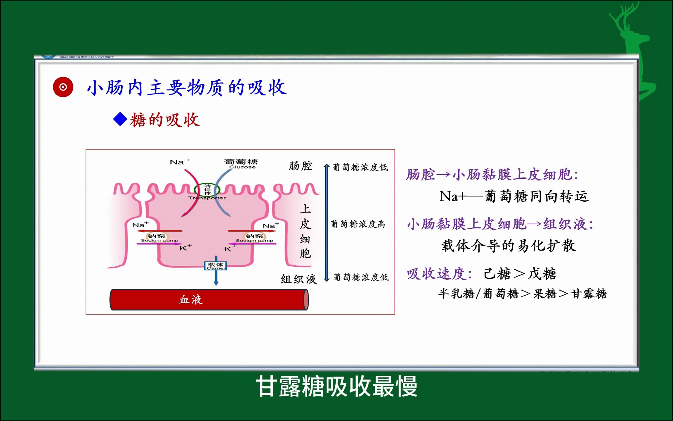 #糖、蛋白质、脂肪在小肠内的吸收#消化和吸收#人体生理学#医学...