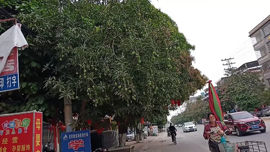 一大棵芒果树,结了密密麻麻的芒果