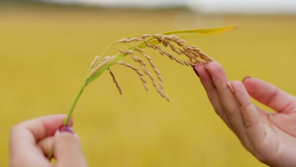 秋天到了,稻子熟了