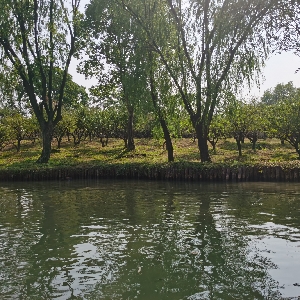 名字确实挺难起的 