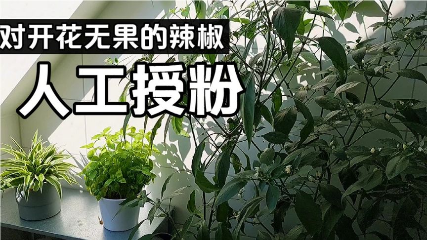 给开花无果的辣椒人工授粉