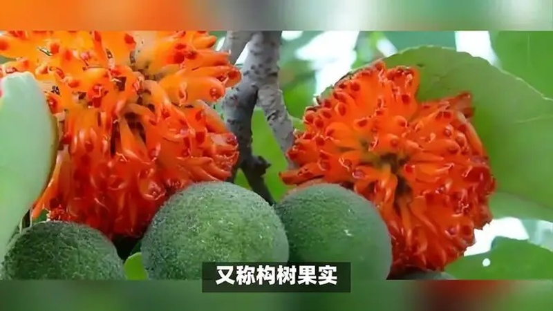 楮实子怎么采收,如何加工