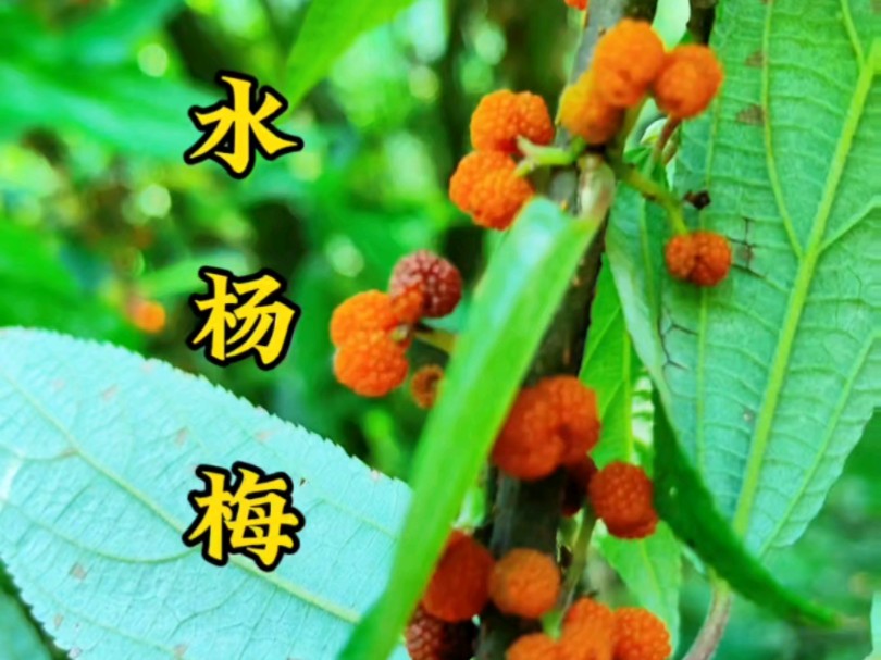 农村很常见的水麻,又叫水杨梅