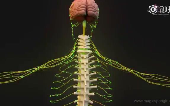 动画模拟人类的中枢神经系统