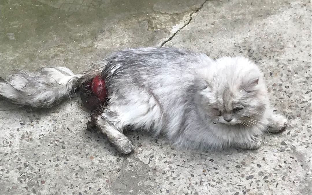 封城解除医院营业后,那些急需做手术的救助动物们--解救因封城断水...